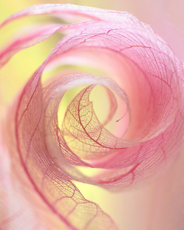 Shihya Kowatari 是一位来自日本的摄影师，… - 高清图片，堆糖，美图壁纸兴趣社区