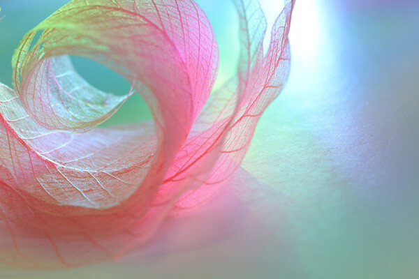 Shihya Kowatari 是一位来自日本的摄影师，… - 高清图片，堆糖，美图壁纸兴趣社区