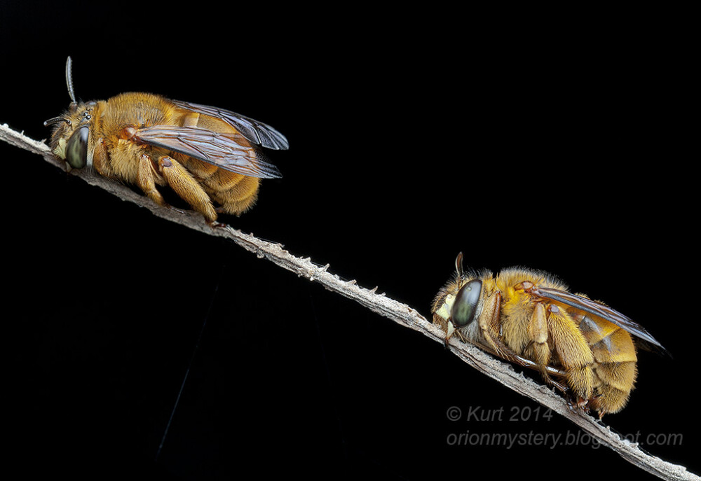 Two bee(s) or not two bee(s) - IMG 8492 … - 高清图片，堆糖，美图壁纸兴趣社区