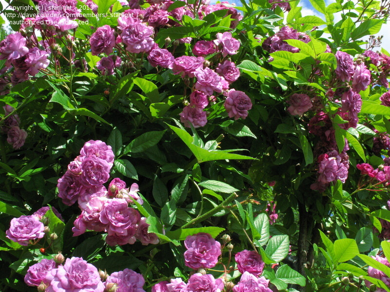 Hybrid Multiflora Rose, Polyantha Rose, … - 高清图片，堆糖，美图壁纸兴趣社区