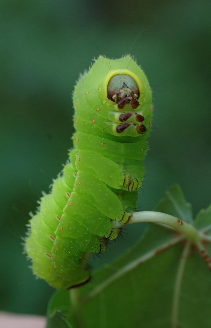 caterpillar - 堆糖，美图壁纸兴趣社区