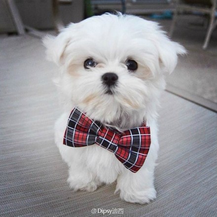 萌犬Monte 最近带着亲妹妹Brooke 红遍网络… - 高清图片，堆糖，美图壁纸兴趣社区