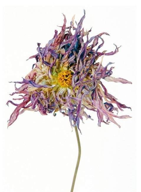 French artist Rachel Lévy photographs fl… - 高清图片，堆糖，美图壁纸兴趣社区