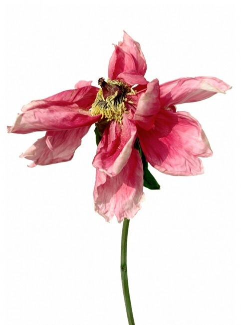 French artist Rachel Lévy photographs fl… - 高清图片，堆糖，美图壁纸兴趣社区