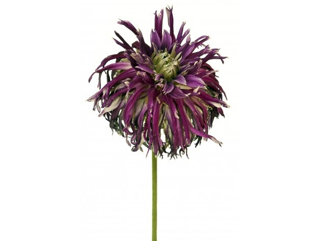 French artist Rachel Lévy photographs fl… - 高清图片，堆糖，美图壁纸兴趣社区