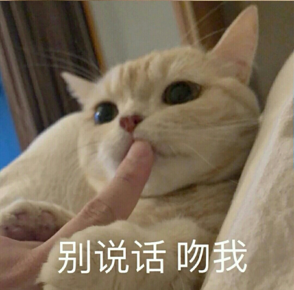 小猫表情包 - 高清图片，堆糖，美图壁纸兴趣社区