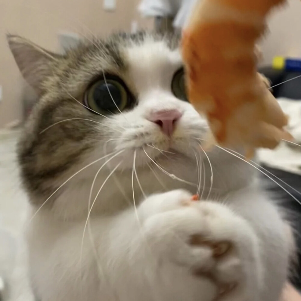 高清图片，堆糖，美图壁纸兴趣社区