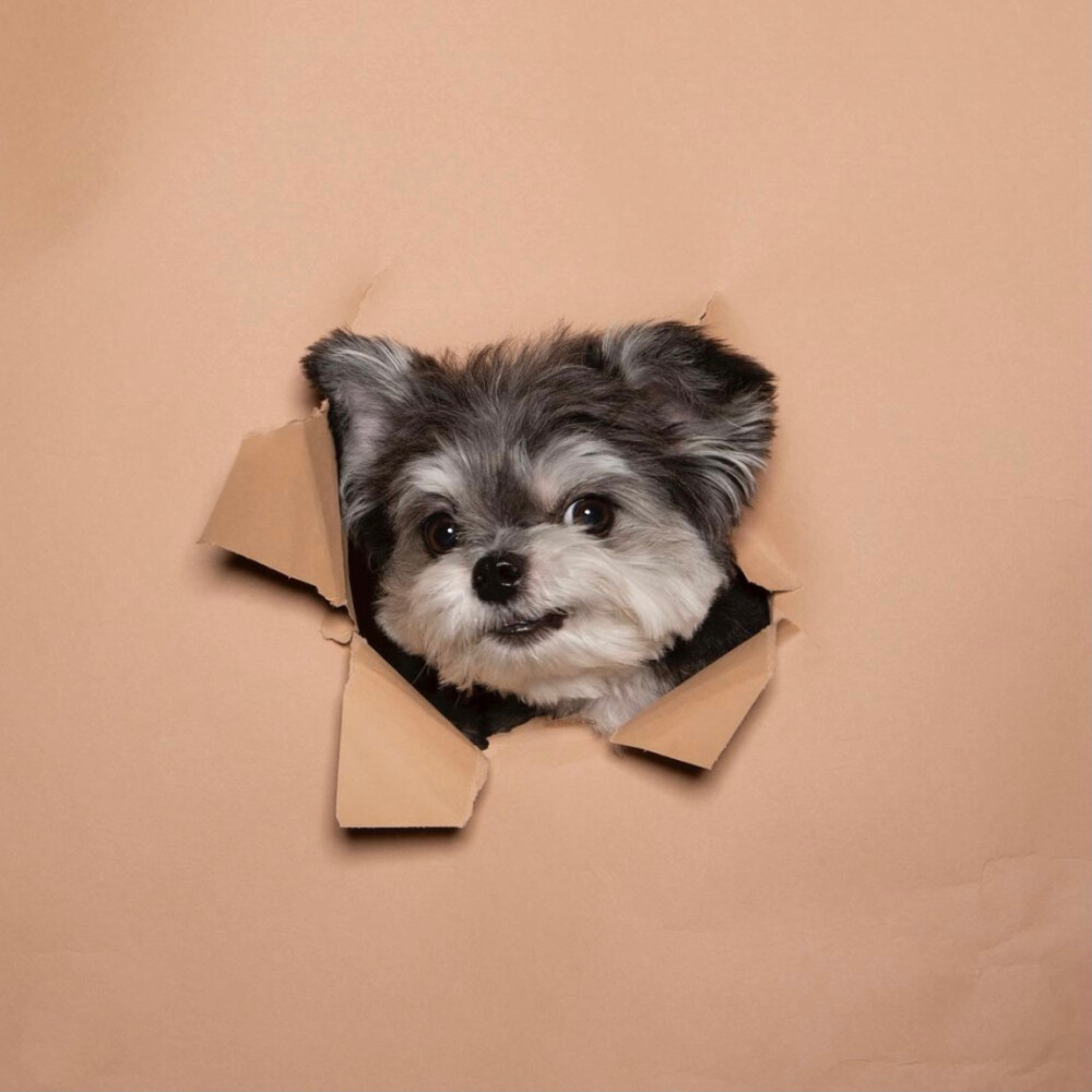 小狗头像 - 高清图片，堆糖，美图壁纸兴趣社区