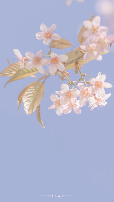 壁纸 tcr seisyun bot - 高清图片，堆糖，美图壁纸兴趣社区