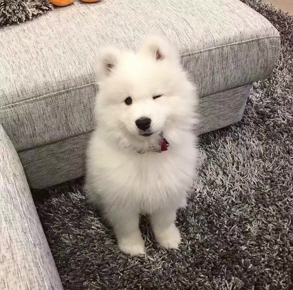 萨摩耶 - 高清图片，堆糖，美图壁纸兴趣社区