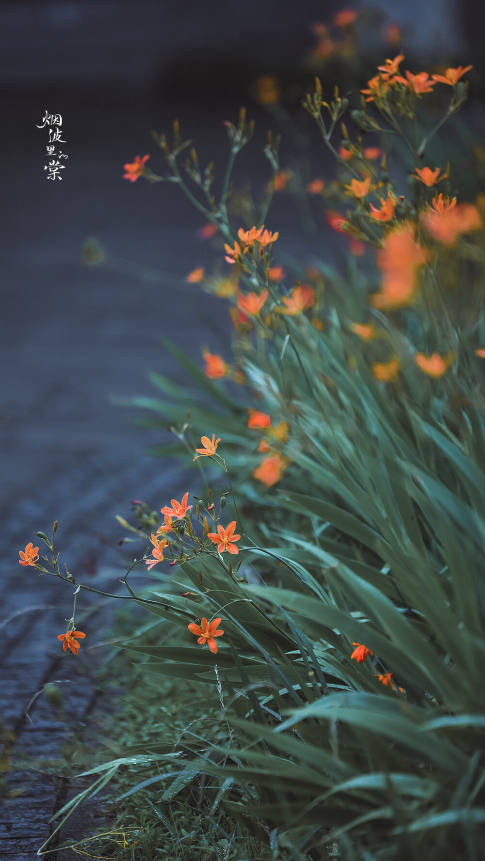 P1到7 射干 P8.9 雄黄兰 - 高清图片，堆糖，美图壁纸兴趣社区