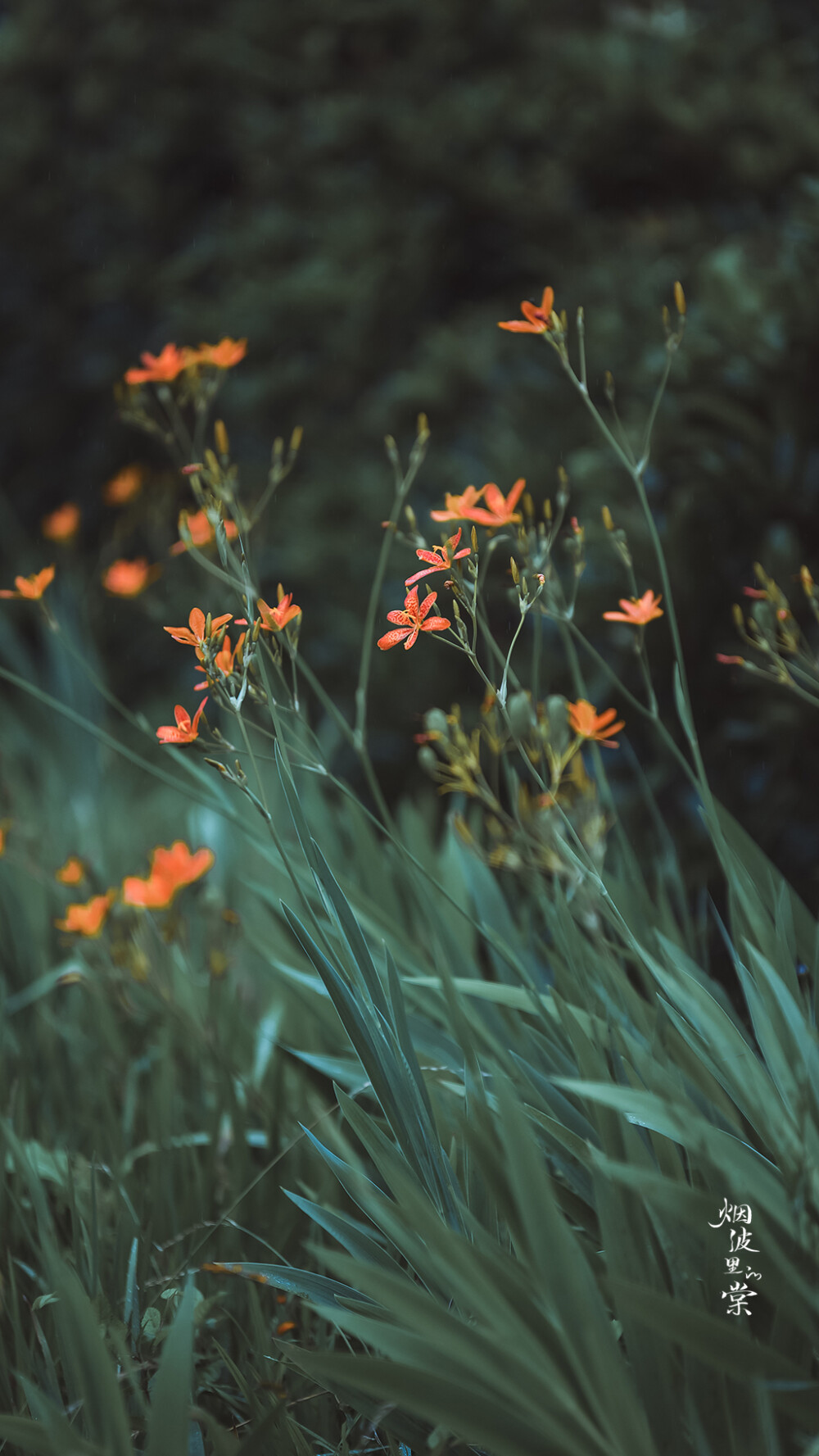 P1到7 射干 P8.9 雄黄兰 - 高清图片，堆糖，美图壁纸兴趣社区