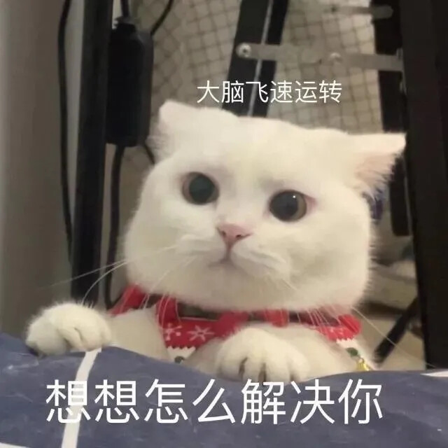 猫猫表情包 - 堆糖，美图壁纸兴趣社区