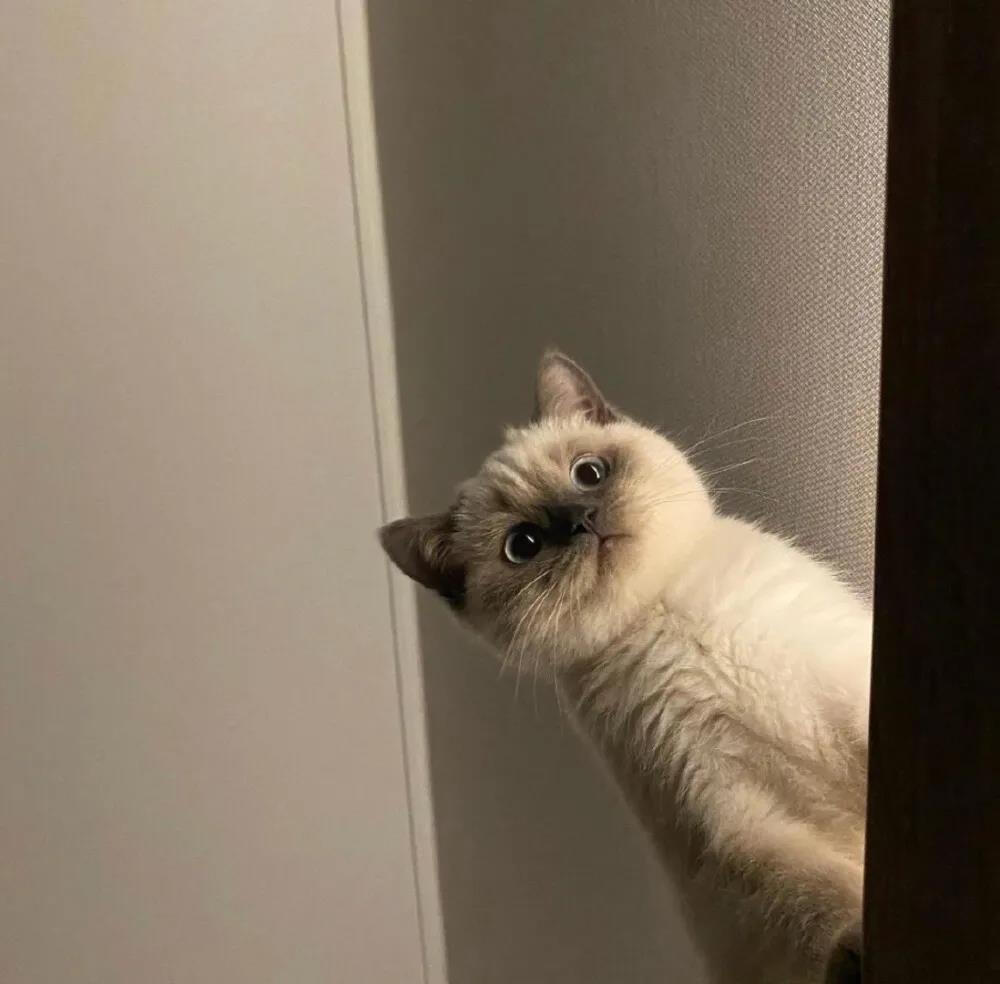 touxiang头像 - 高清图片，堆糖，美图壁纸兴趣社区