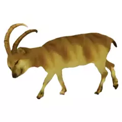 cheems - 堆糖，美图壁纸兴趣社区