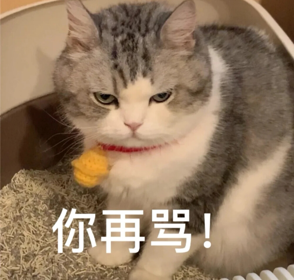 猫猫表情包 - 堆糖，美图壁纸兴趣社区