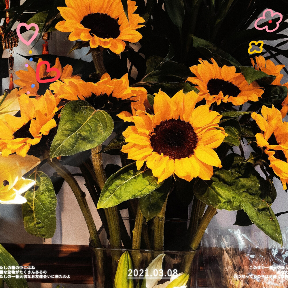 ins风背景 「Garfield and Sunflower.」 … - 高清图片，堆糖，美图壁纸兴趣社区