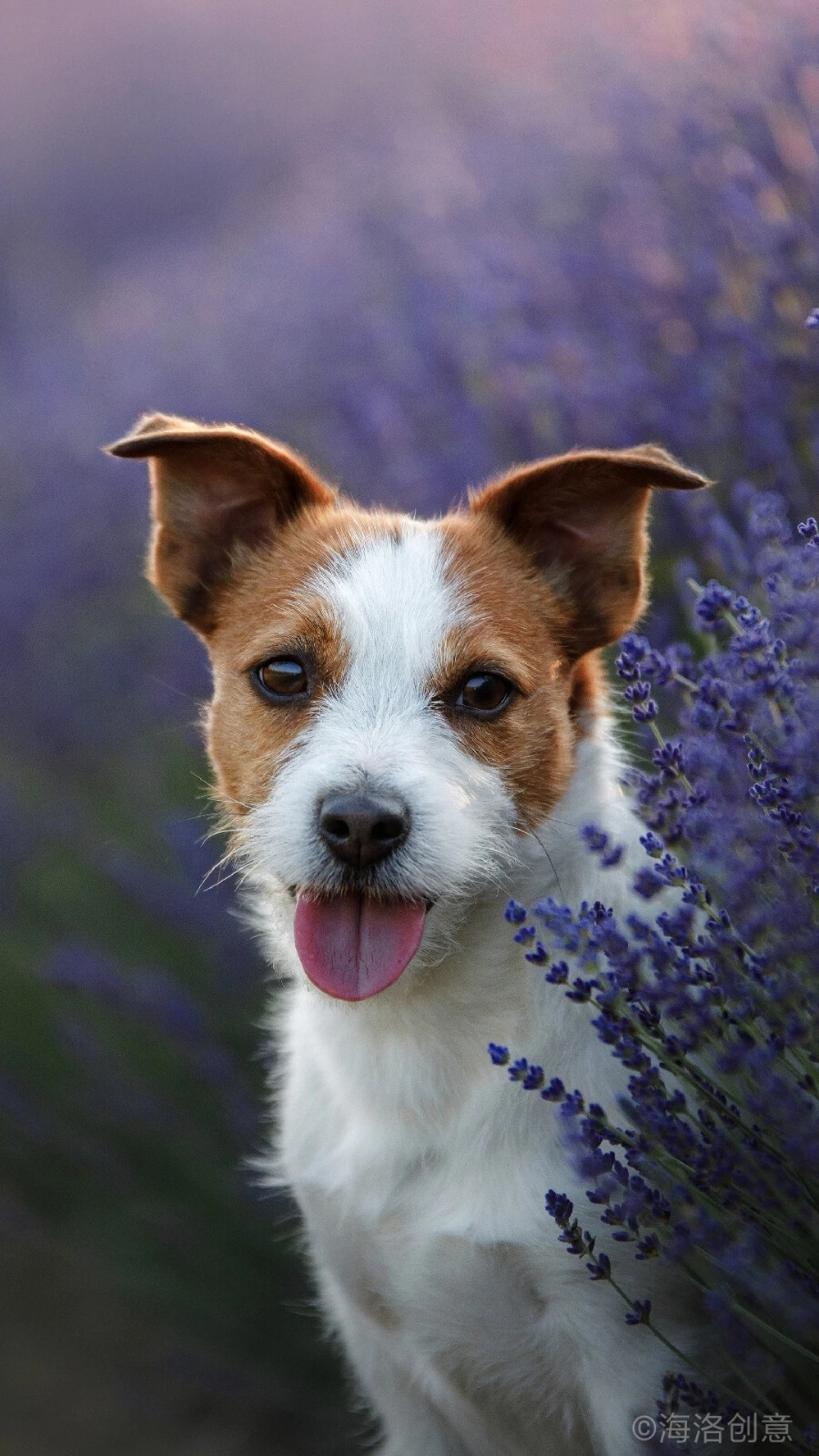 狗狗 - 堆糖，美图壁纸兴趣社区