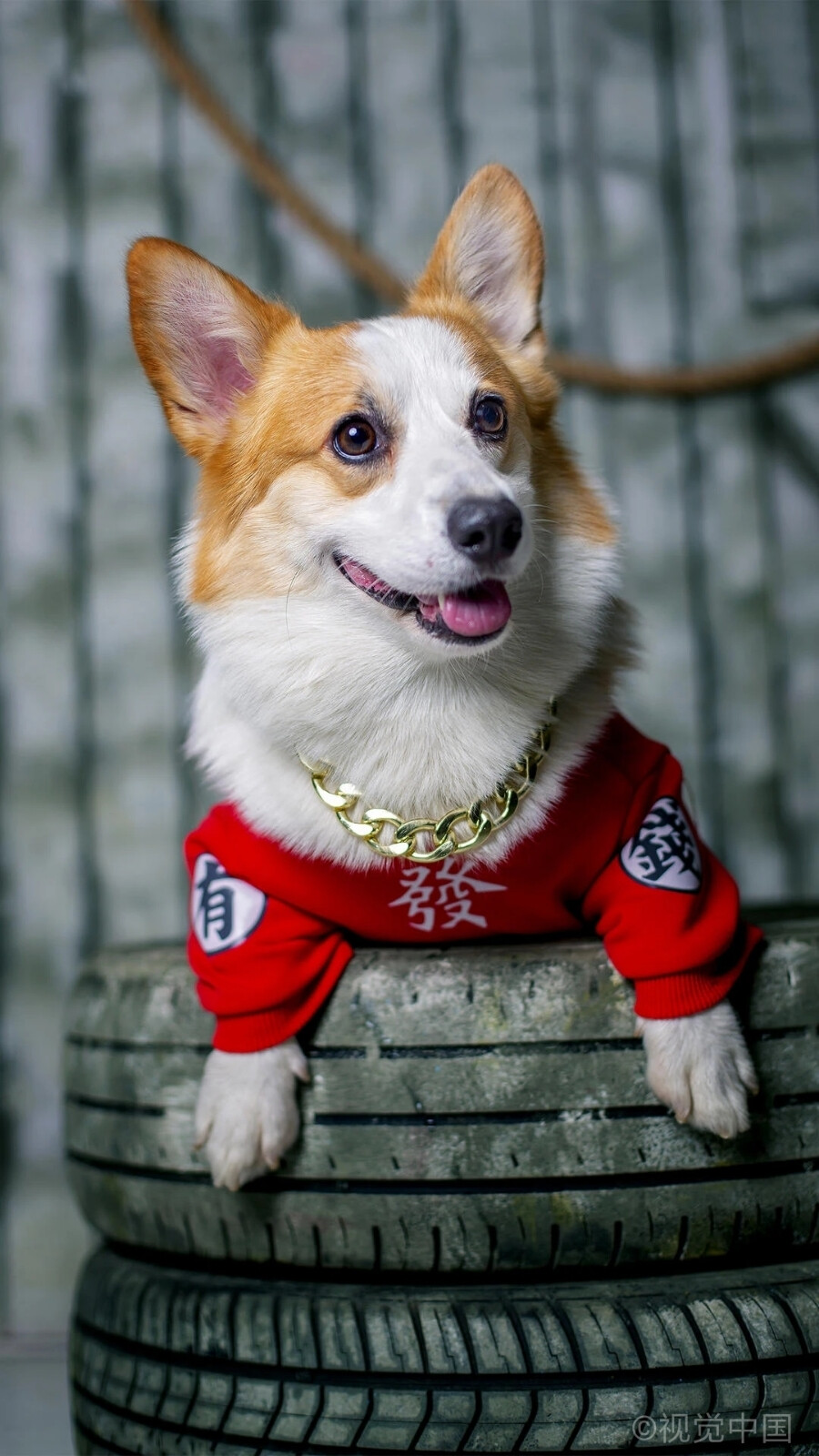 狗狗 - 堆糖，美图壁纸兴趣社区