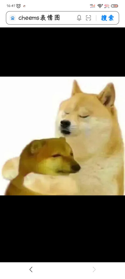 cheems - 高清图片，堆糖，美图壁纸兴趣社区