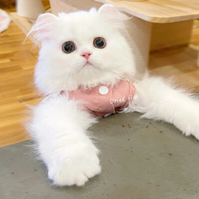 cat - 高清图片，堆糖，美图壁纸兴趣社区