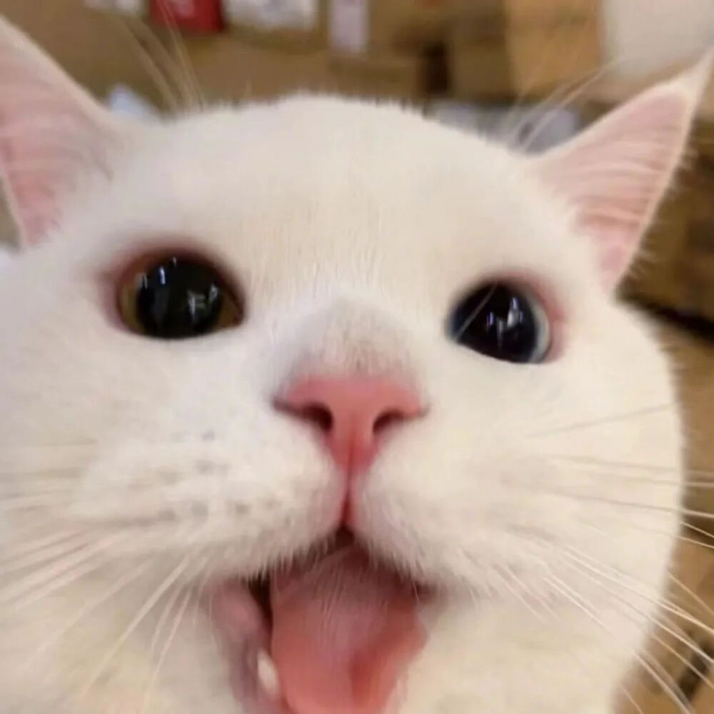 动物头像 - 高清图片，堆糖，美图壁纸兴趣社区