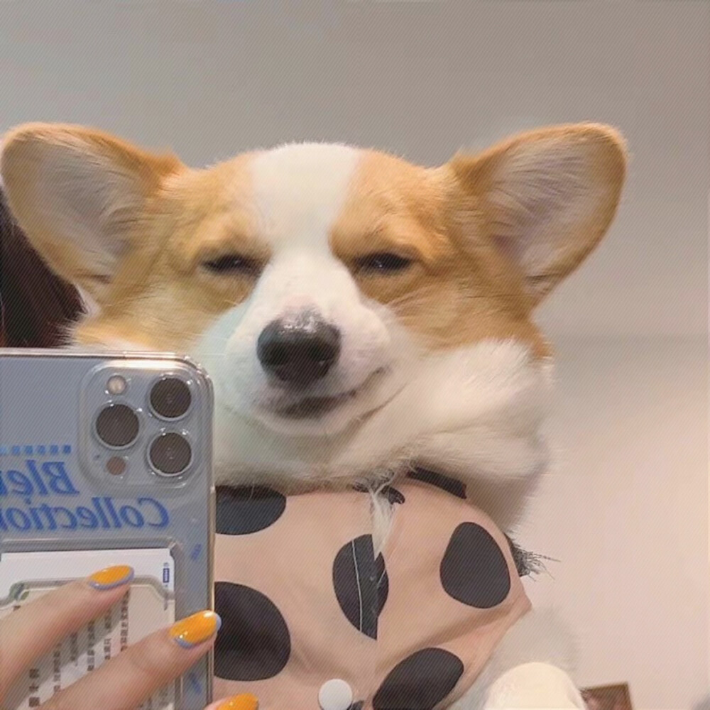 动物头像 - 高清图片，堆糖，美图壁纸兴趣社区