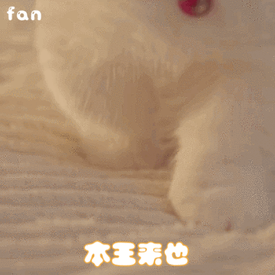 GlF - 堆糖，美图壁纸兴趣社区