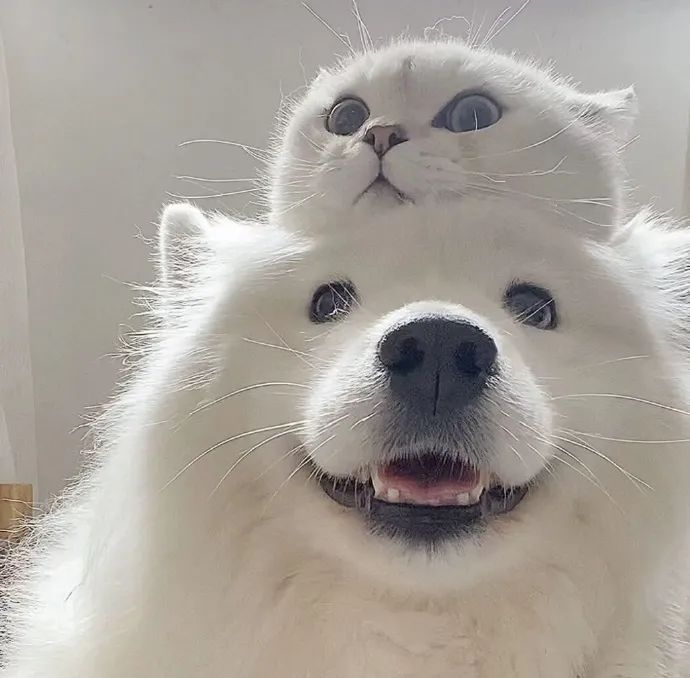 动物头像 - 高清图片，堆糖，美图壁纸兴趣社区