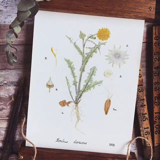 植物绘，插画师무운(mouun) - 高清图片，堆糖，美图壁纸兴趣社区