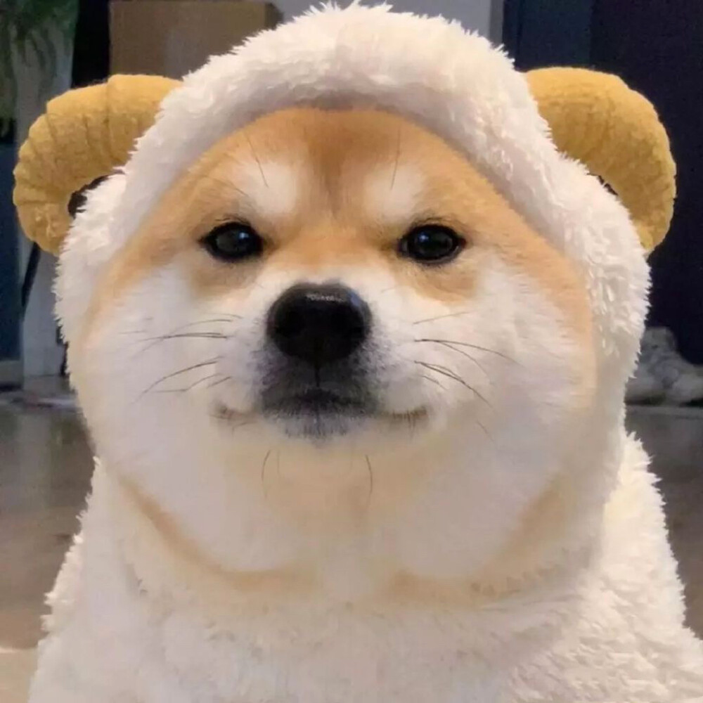 可爱头像 - 高清图片，堆糖，美图壁纸兴趣社区