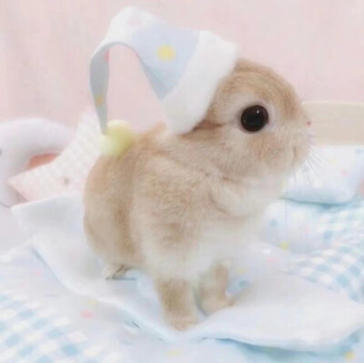 动物头像 - 堆糖，美图壁纸兴趣社区