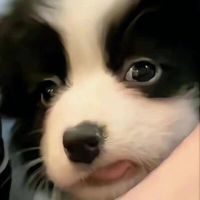 动物头像 - 堆糖，美图壁纸兴趣社区