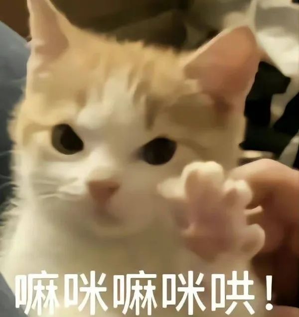 猫猫表情包 - 高清图片，堆糖，美图壁纸兴趣社区