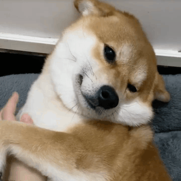 小狗表情包 - 高清图片，堆糖，美图壁纸兴趣社区