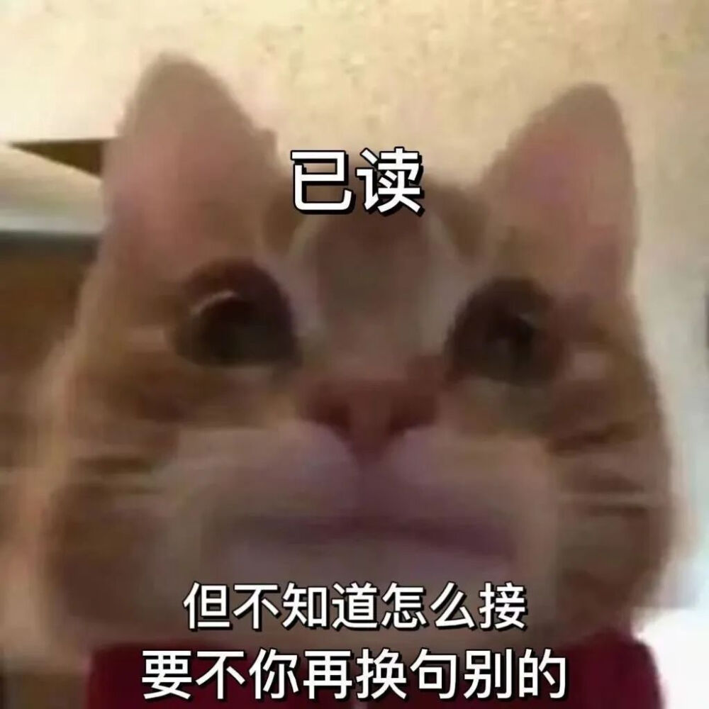 猫猫表情包 - 高清图片，堆糖，美图壁纸兴趣社区