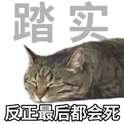 猫猫表情包 - 高清图片，堆糖，美图壁纸兴趣社区