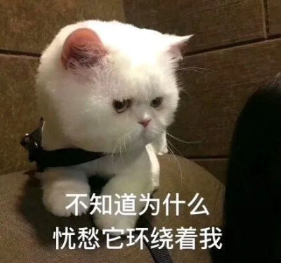 猫猫表情包 - 高清图片，堆糖，美图壁纸兴趣社区