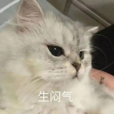 猫猫表情包 - 高清图片，堆糖，美图壁纸兴趣社区