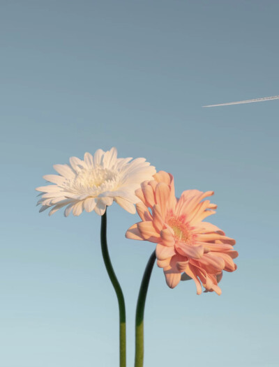 高清图片，堆糖，美图壁纸兴趣社区