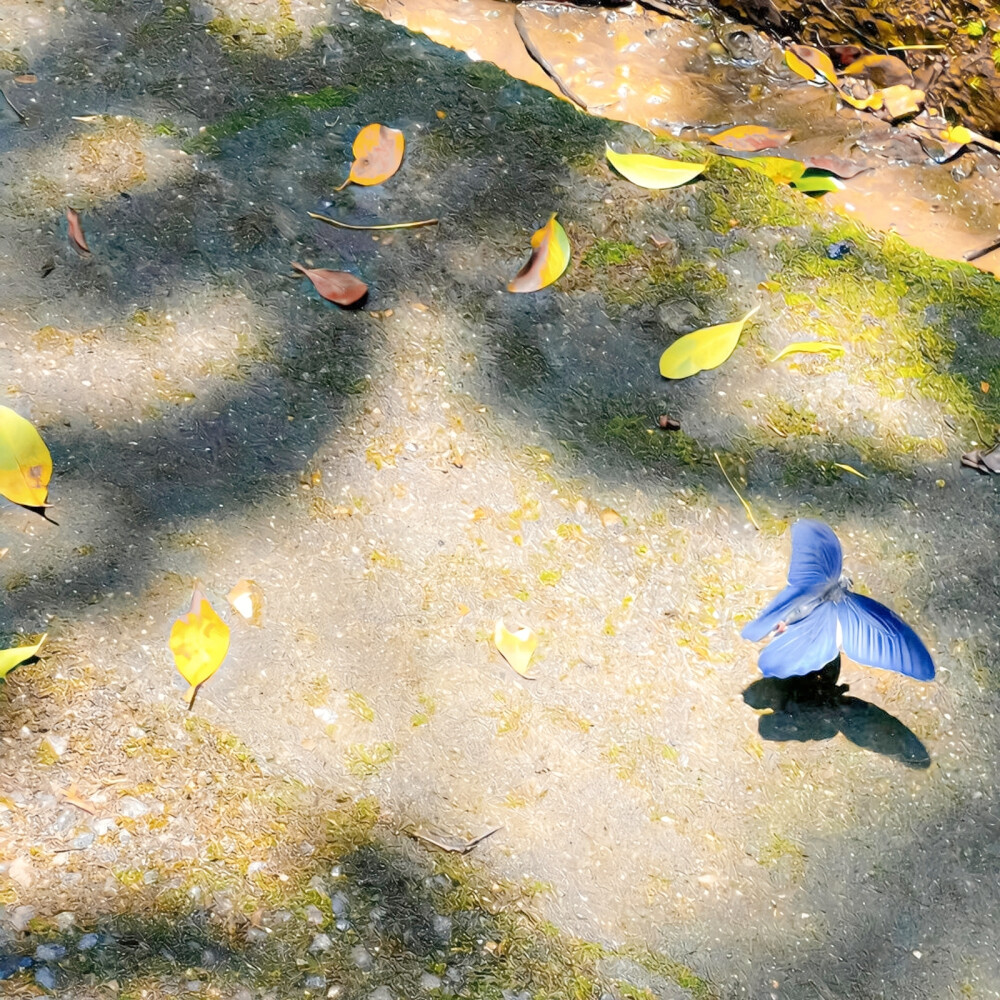 Get A Guitar: Looking forward to the sun… - 高清图片，堆糖，美图壁纸兴趣社区