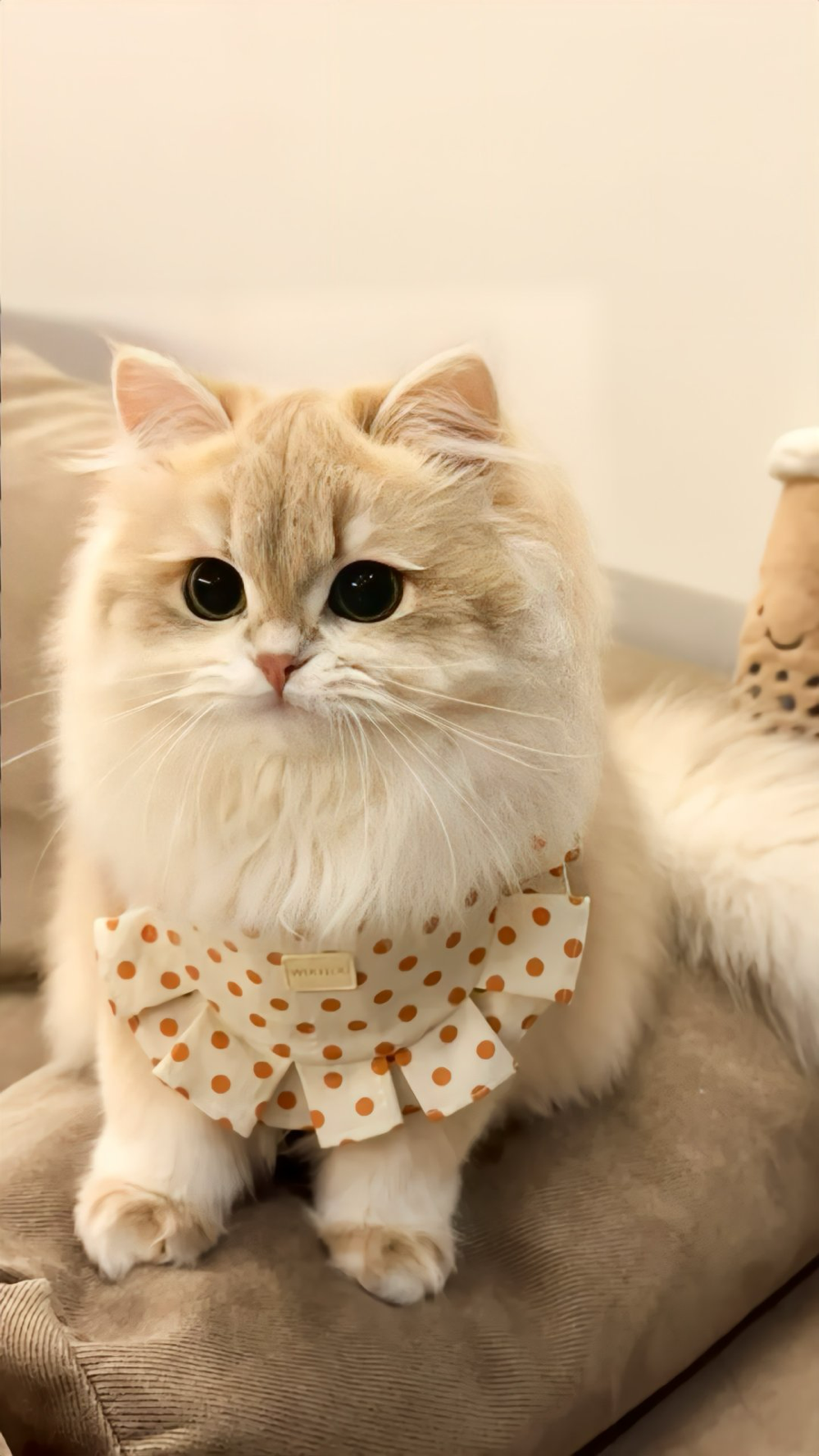 bz - 高清图片，堆糖，美图壁纸兴趣社区