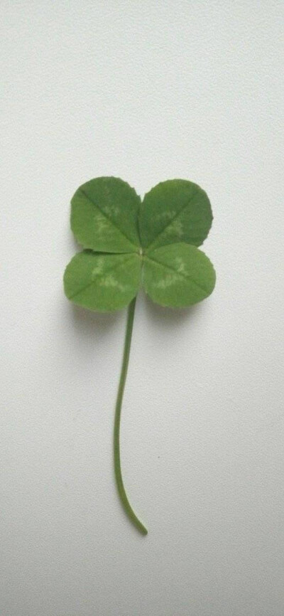 chiikawa - 高清图片，堆糖，美图壁纸兴趣社区