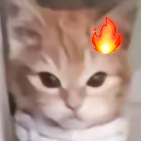 生气小猫表情包 - 高清图片，堆糖，美图壁纸兴趣社区