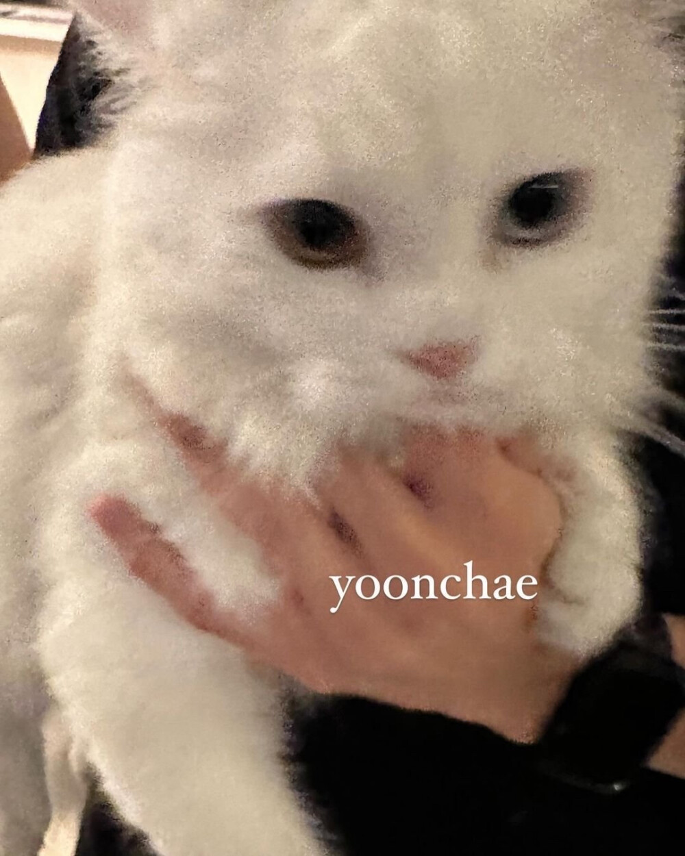 yoonchae - 高清图片，堆糖，美图壁纸兴趣社区