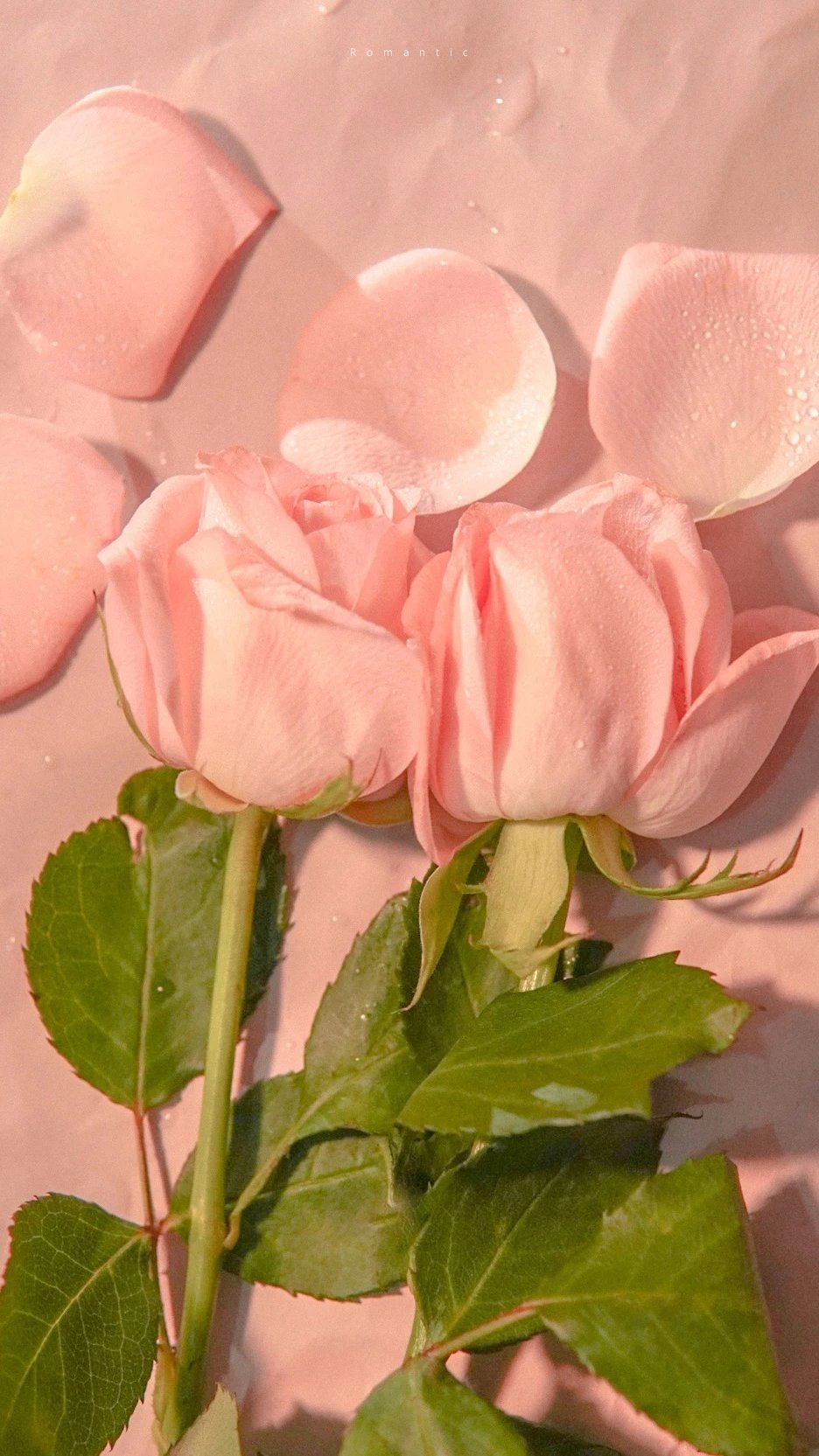 玫瑰手机壁纸 图源网络 - 高清图片，堆糖，美图壁纸兴趣社区