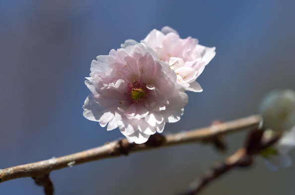 子福桜 こぶくざくら 堆糖 美图壁纸兴趣社区
