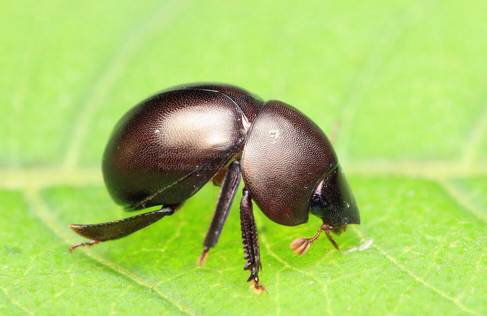 真球金龟 Eusphaeropeltis sp. - 高清图片，堆糖，美图壁纸兴趣社区
