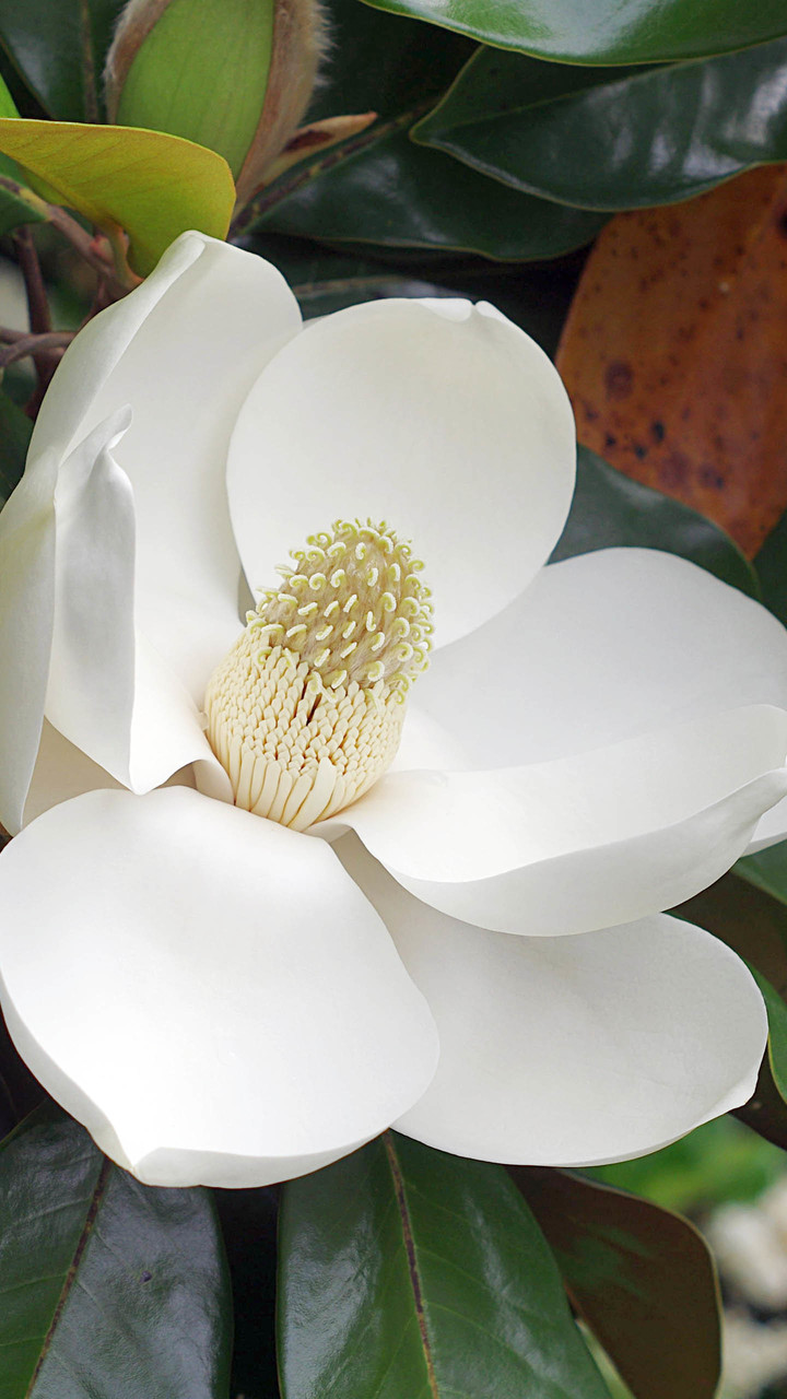 手机壁纸 花儿系列 - 高清图片，堆糖，美图壁纸兴趣社区