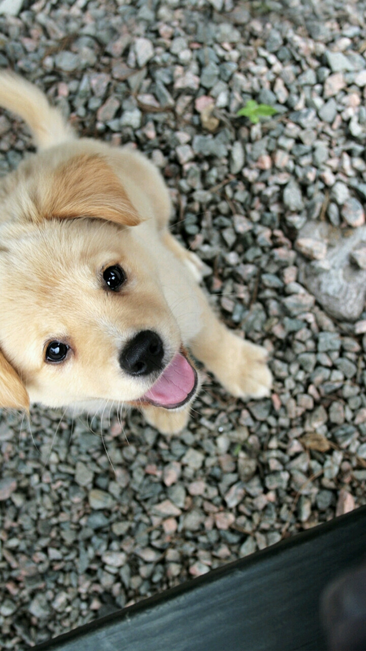 狗狗 壁纸 - 高清图片，堆糖，美图壁纸兴趣社区